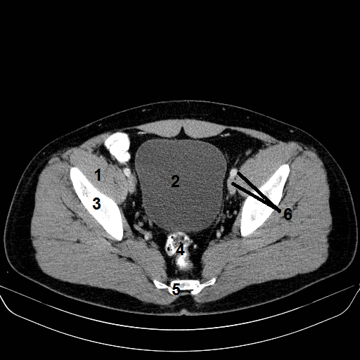Radiología para estudiantes